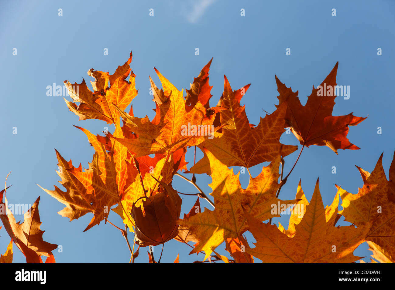 Abstract blue autumn leaves hi-res stock photography and images - Alamy