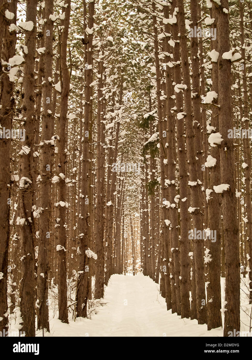 hiking trail lined by white pine trees in winter Stock Photo - Alamy