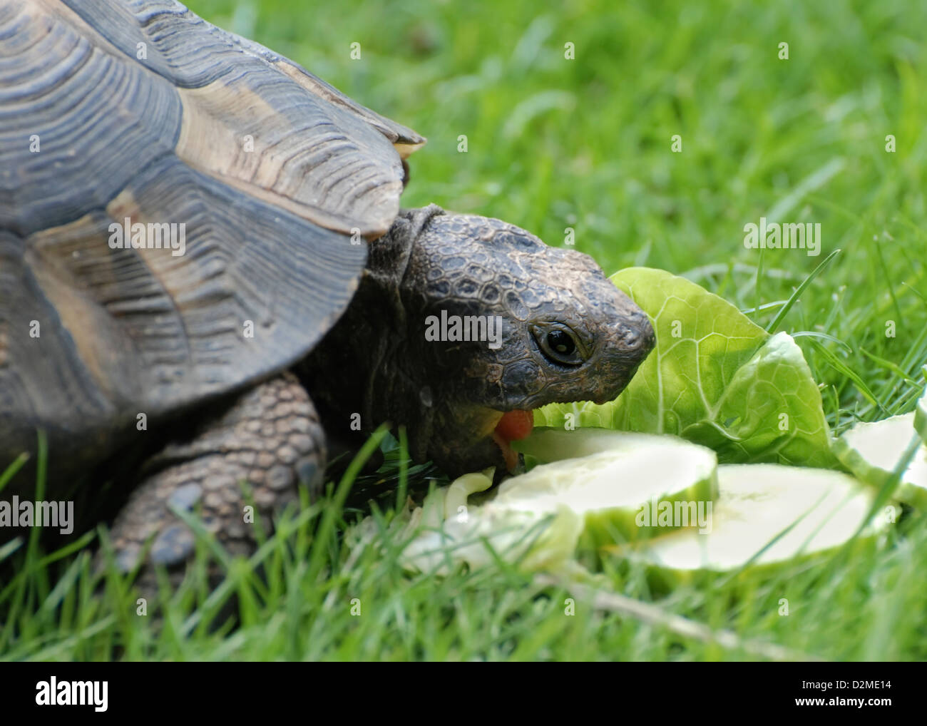 Tortoise eating uk hi-res stock photography and images - Alamy