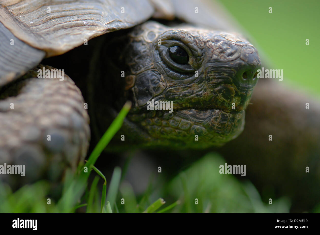 Tortoise in england hi-res stock photography and images - Alamy
