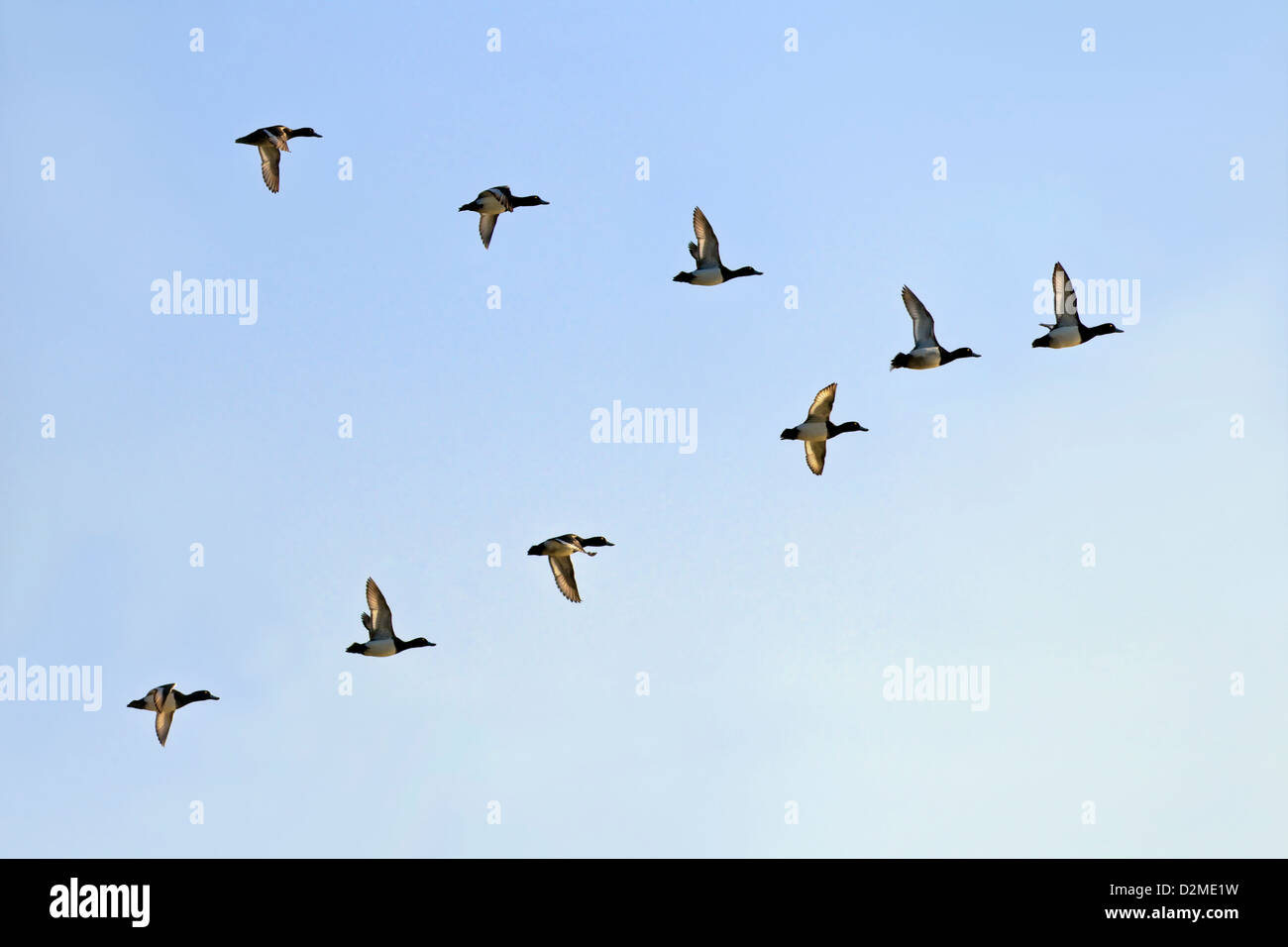 Flying v hi-res stock photography and images - Alamy