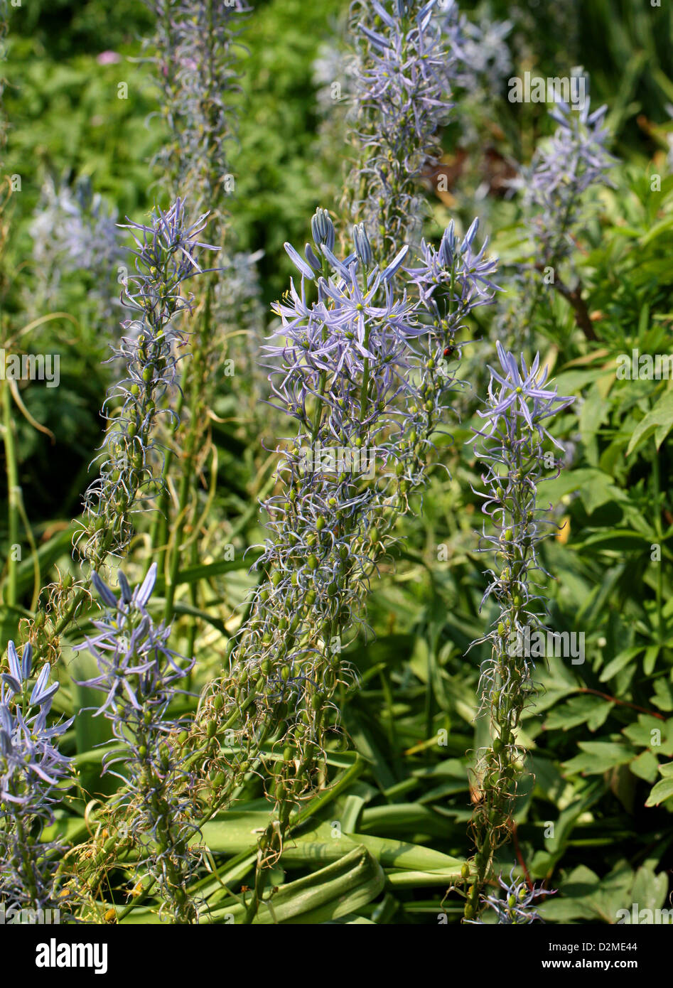 Common Camas or Cusick's Camas, Camassia cusickii, Agavaceae ...