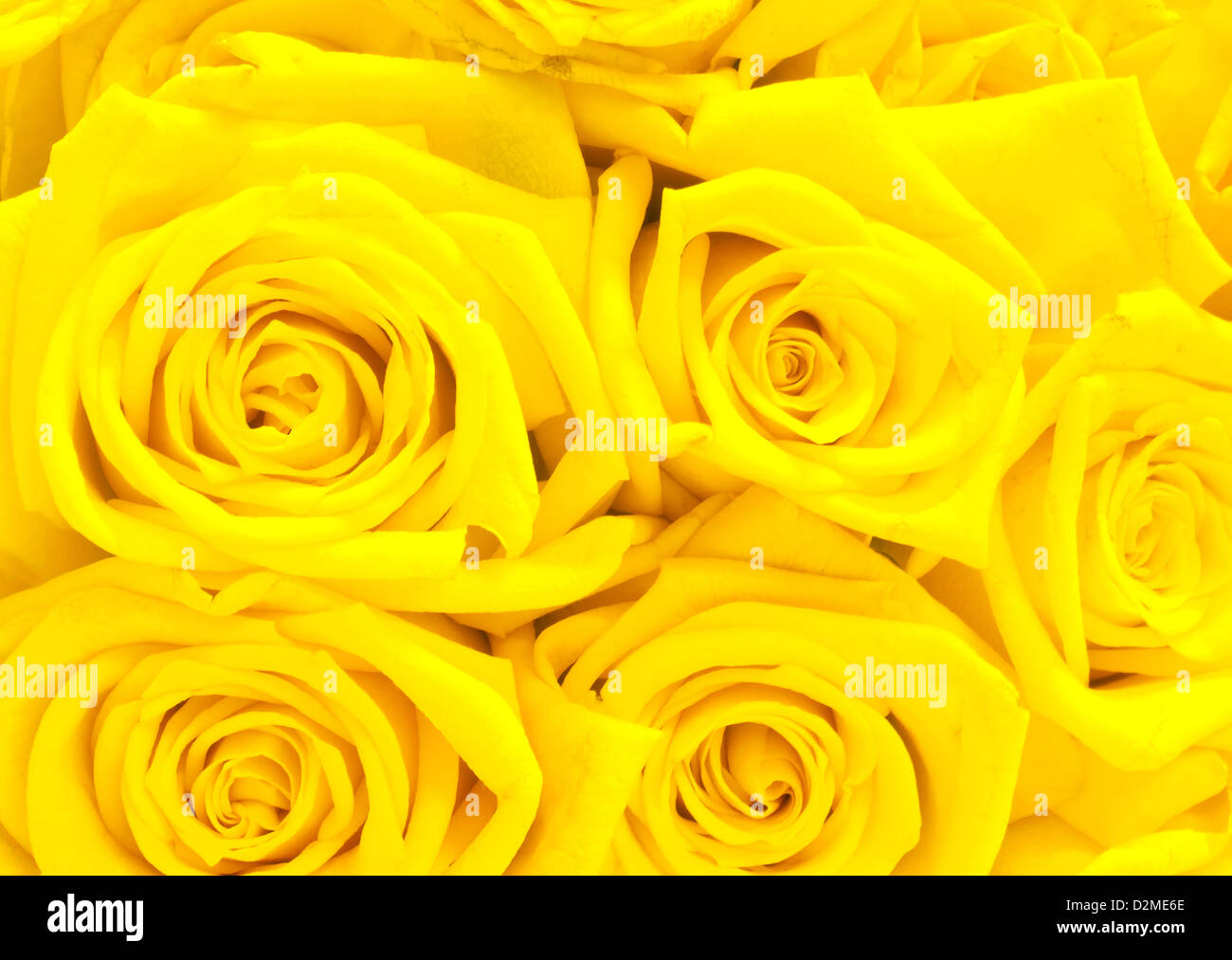 Bloom multiple gold hi-res stock photography and images - Alamy