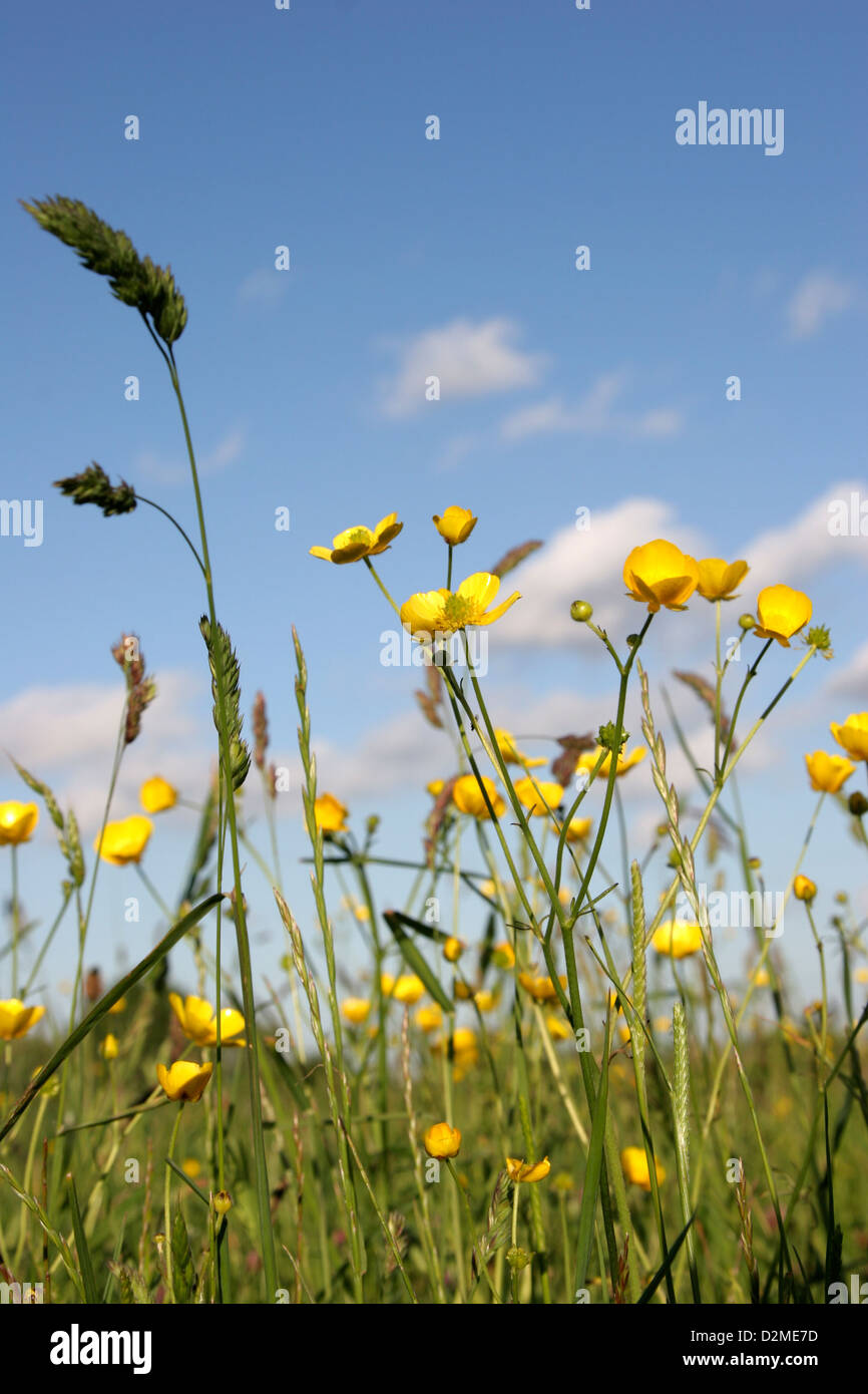 Buttercups hi-res stock photography and images - Alamy