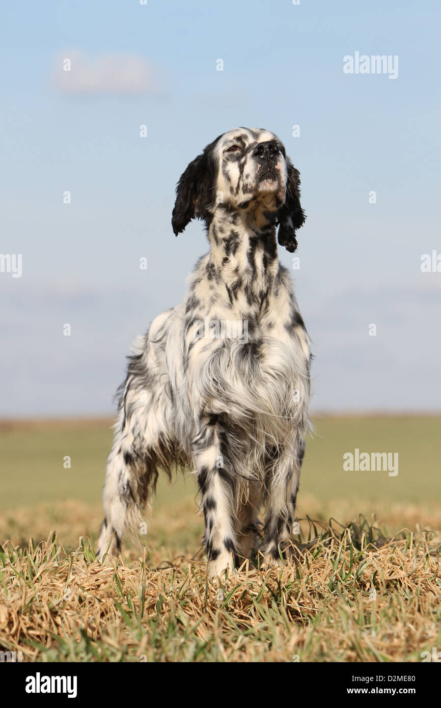Dog English Setter adult (blue Belton) standing in a field Stock Photo ...