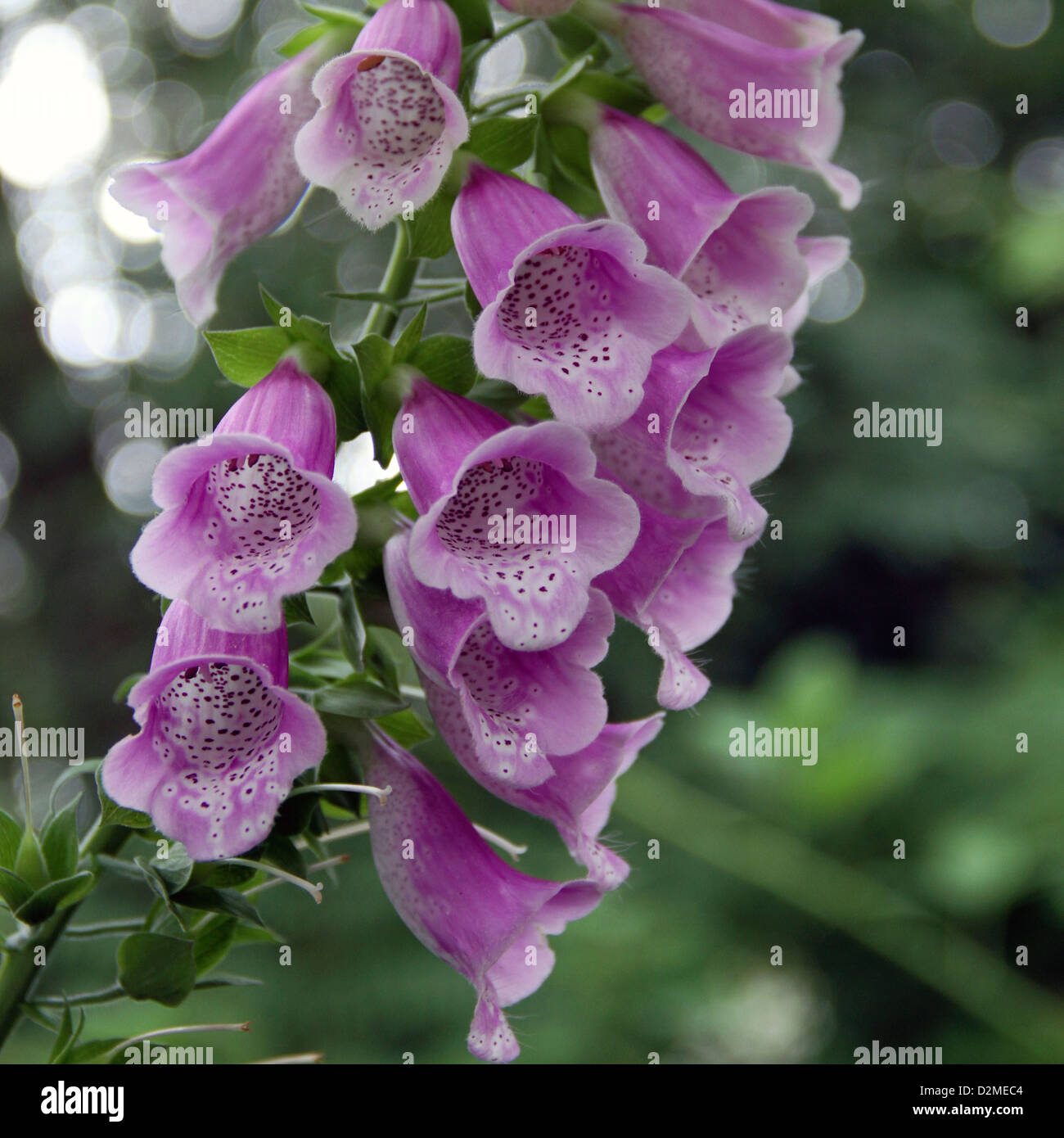 Foxglove foliage hi-res stock photography and images - Alamy