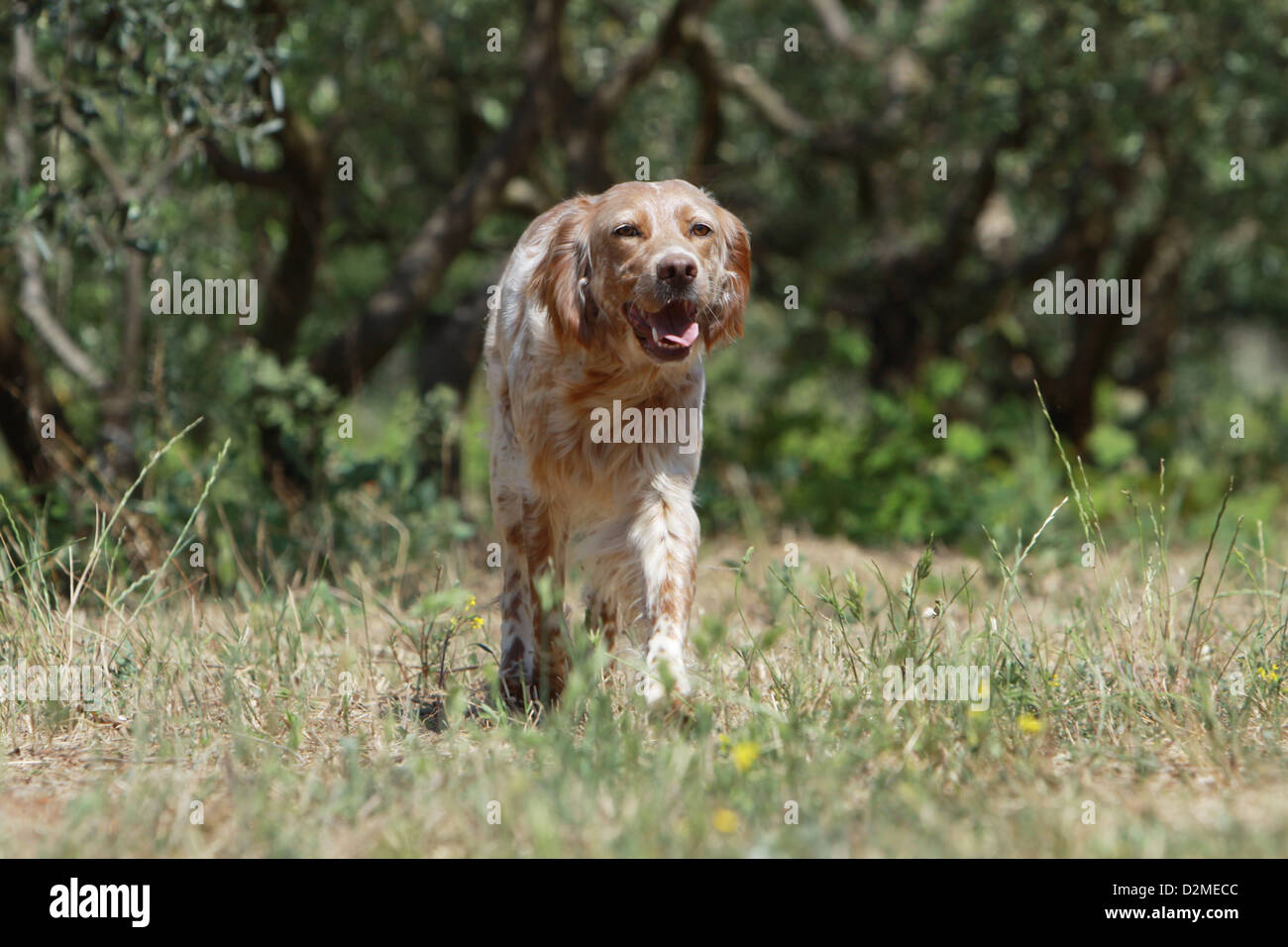 Dog English Setter adult (orange Belton) running in a meadow Stock ...