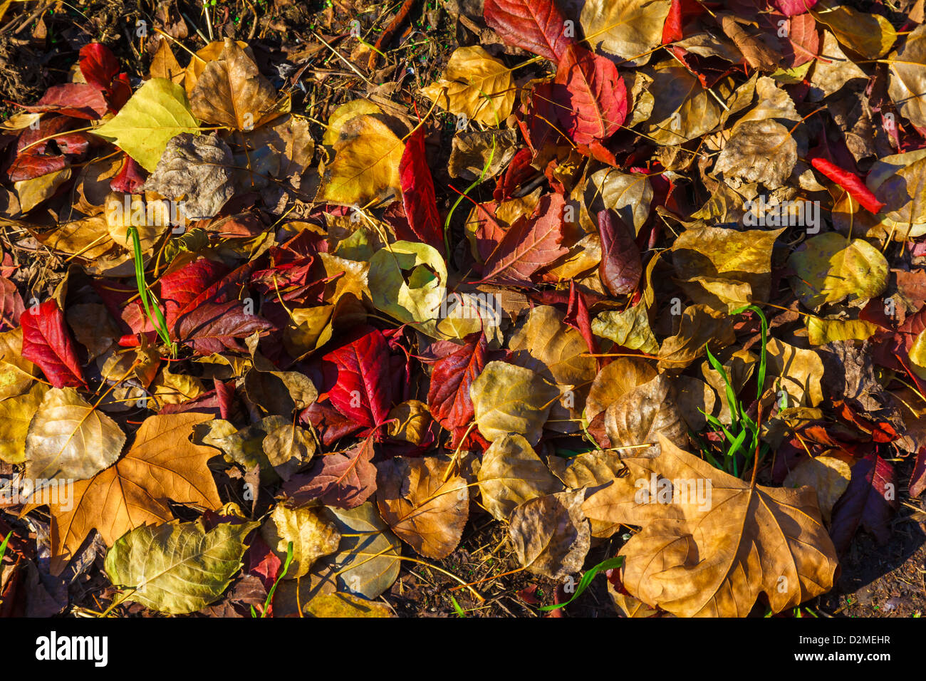 Beautiful colorful leaves on the ground in Autumn Stock Photo - Alamy