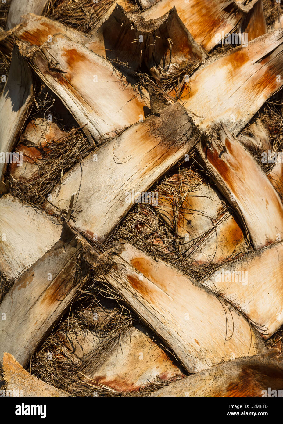 Coconut tree trunk hi-res stock photography and images - Alamy