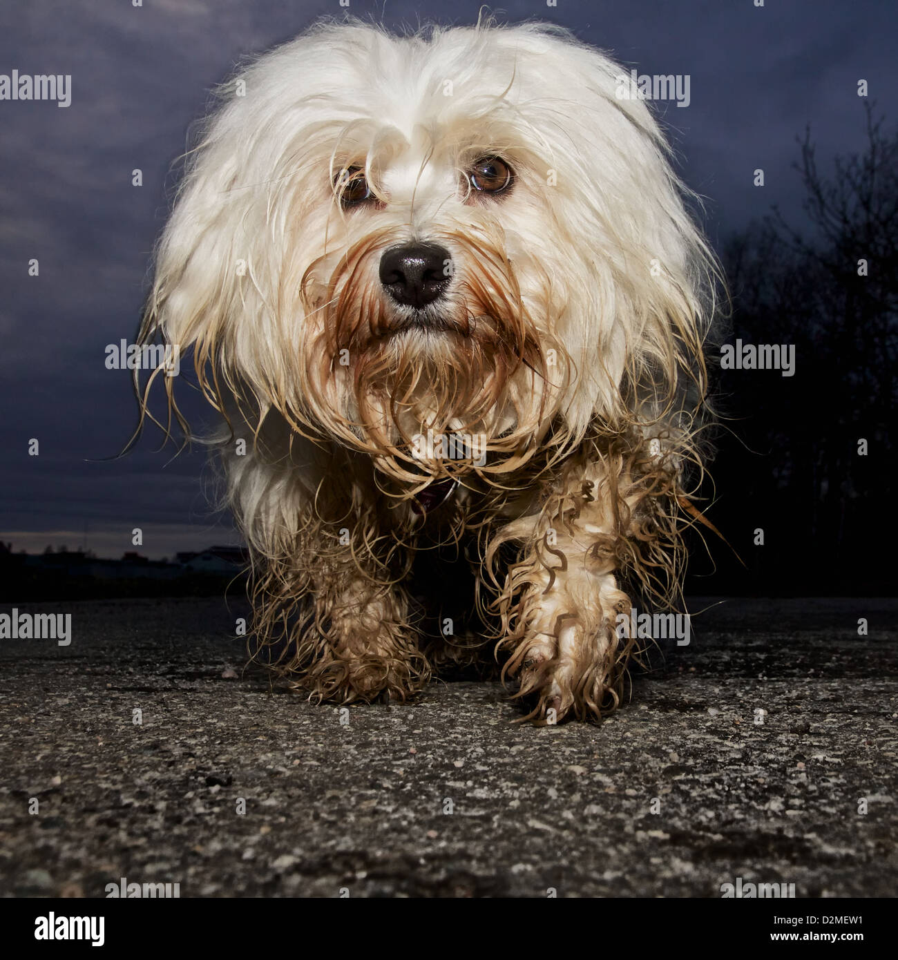 A dirty dog comes fairly near the camera Stock Photo - Alamy