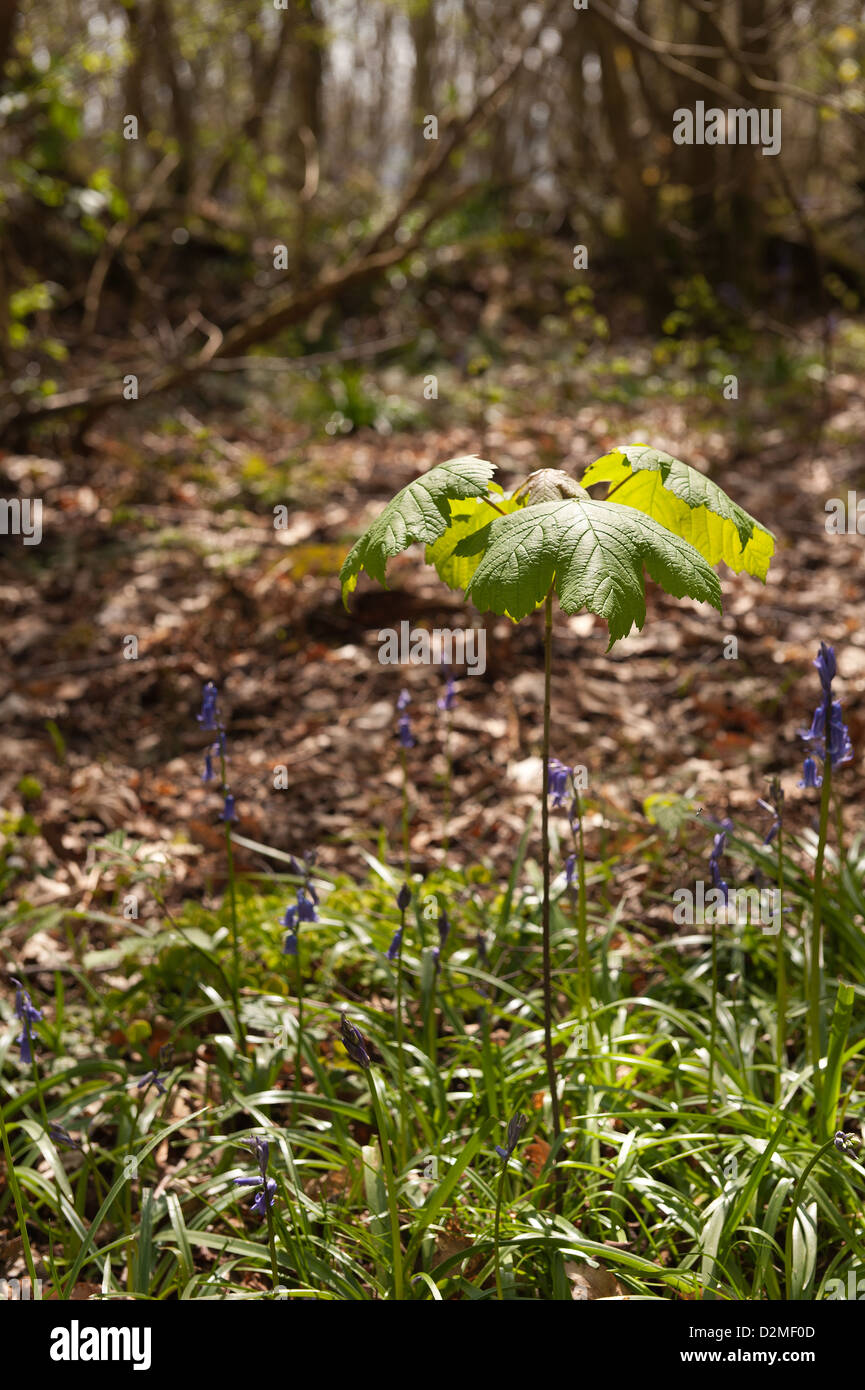 Sprout new growth of wind blown tree seed sycamore in morning amongst ...