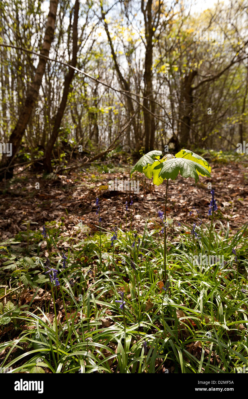 Sprout new growth of wind blown tree seed sycamore in morning amongst ...