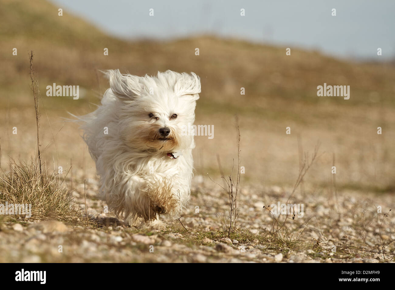 A long-haired dog running towards the photographer Stock Photo - Alamy