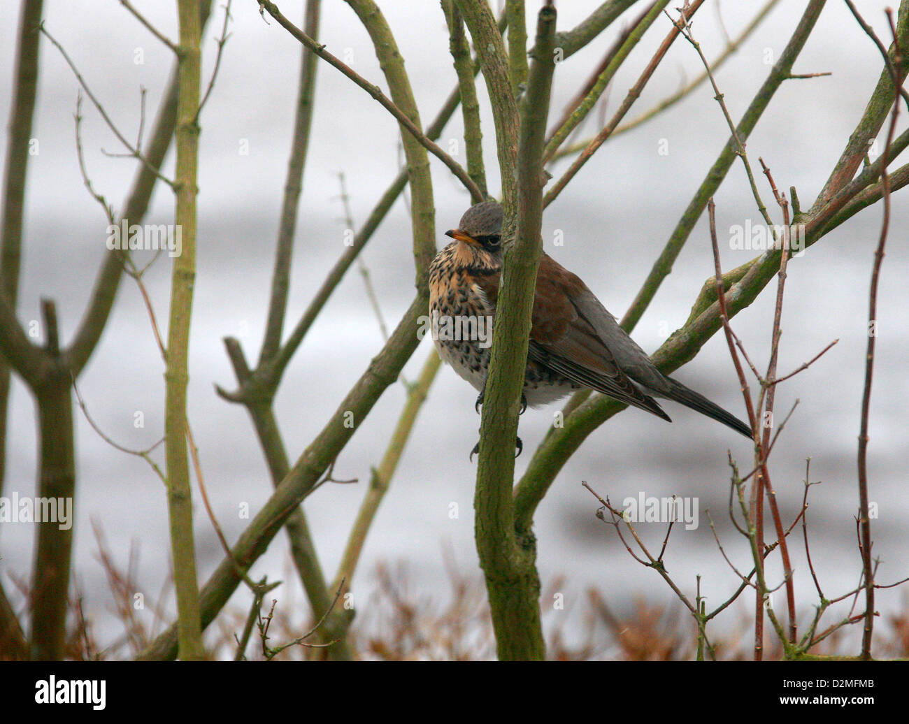 Fieldfare, Turdus pilaris, Turdidae. A Thrush that is a Winter Visitor ...