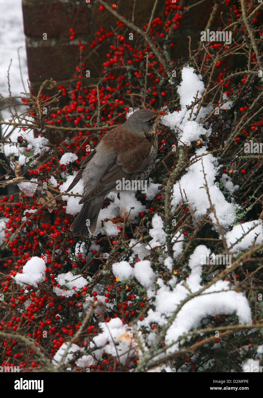 Fieldfare, Turdus pilaris, Turdidae. A Thrush that is a Winter Visitor ...