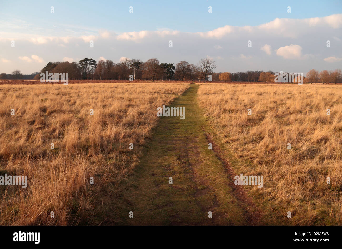 View along a path in Bushy Park in January Stock Photo - Alamy