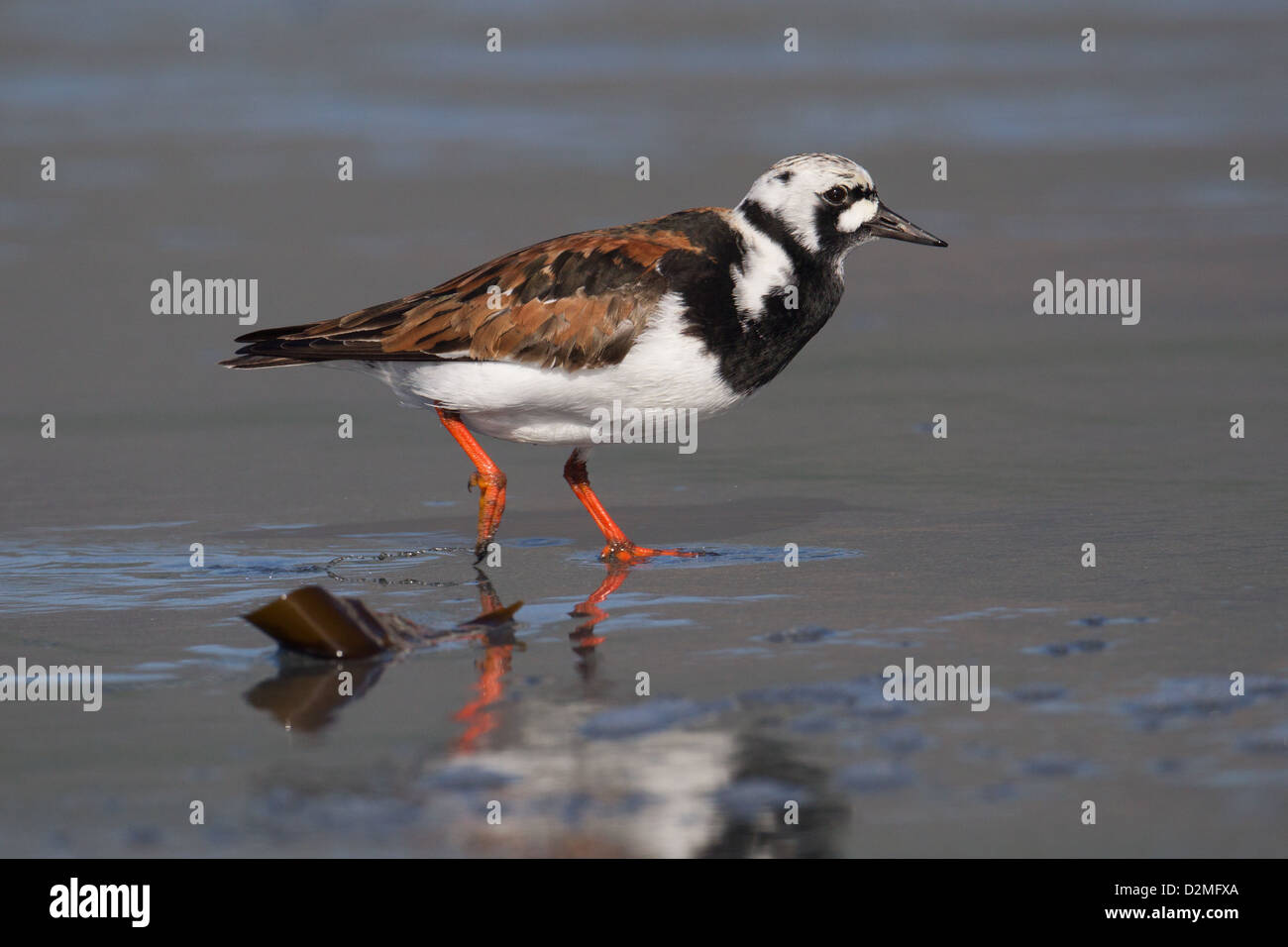 Ruddy Turnstone Arenaria interpres Shetland, Scotland, UK Stock Photo ...