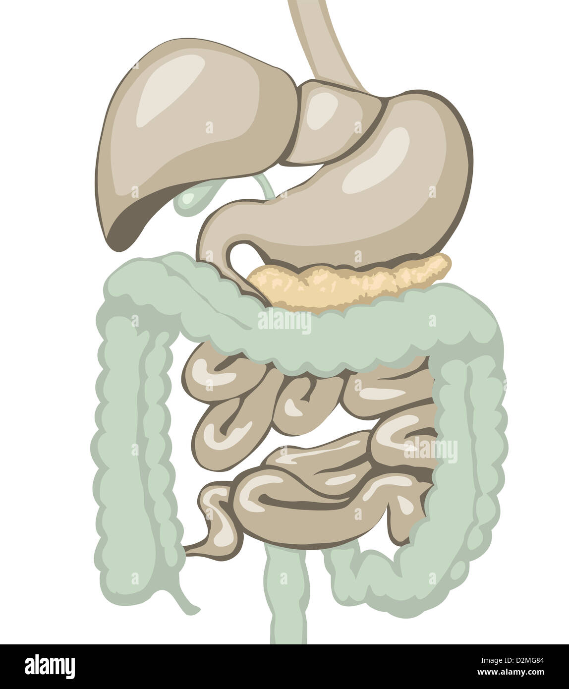 Human anatomy. Digestive system. Separate layers Stock Photo - Alamy
