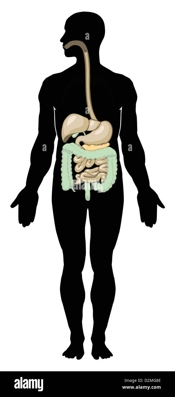 Vector illustration of digestive system. Separate layers Stock Photo ...
