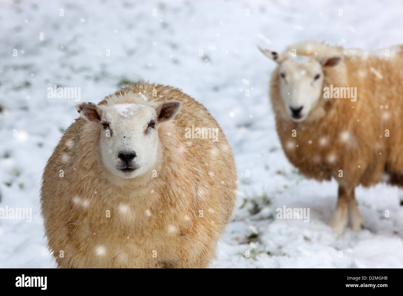 Two Sheep ewes in snow storm winter Norfolk Stock Photo - Alamy