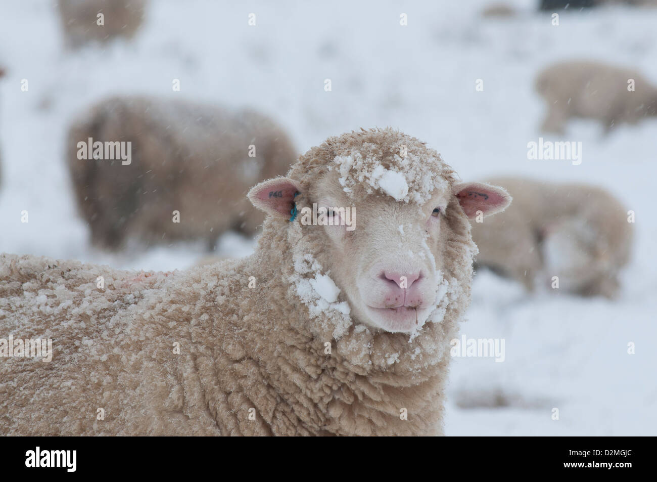 Sheep stuck in snow hi-res stock photography and images - Alamy