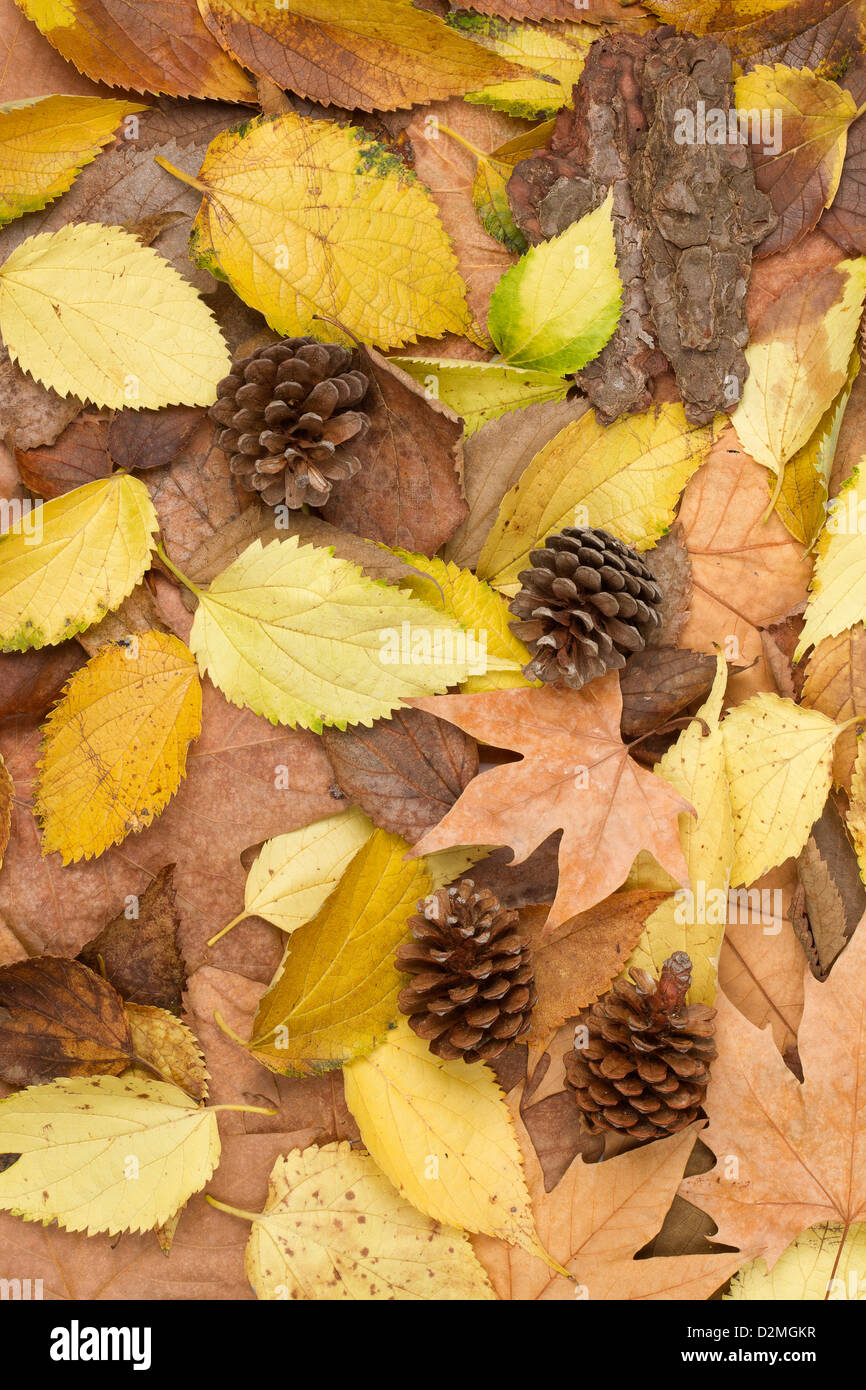 Pile of leaves Stock Photo - Alamy