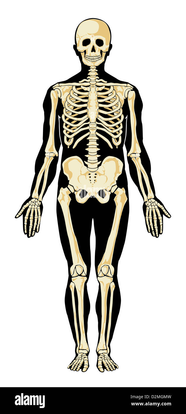 Research study on anatomy Cut Out Stock Images & Pictures - Alamy