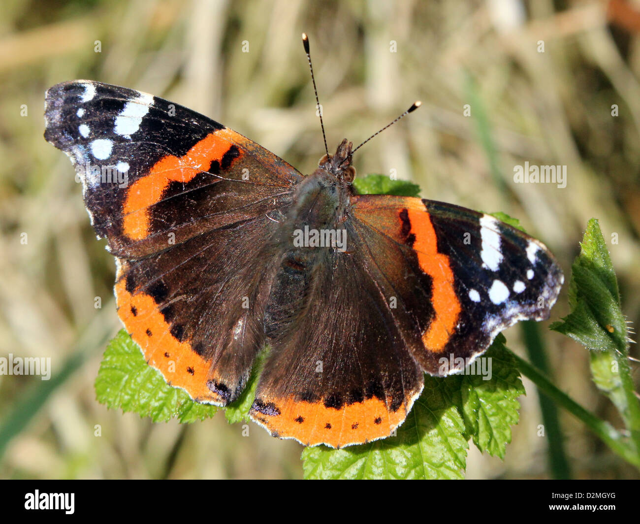 Red admiral butterfly (vanessa atalanta) posing on a leaf, dorsal view ...