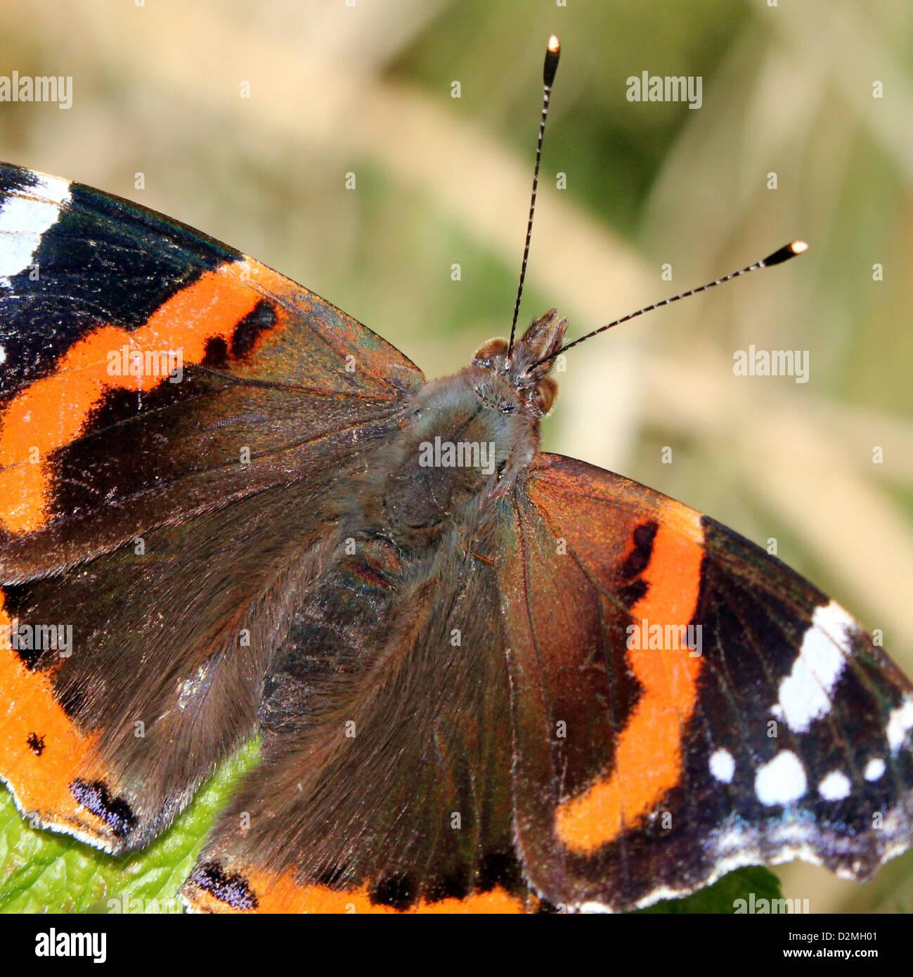 Red admiral butterfly (vanessa atalanta Stock Photo - Alamy