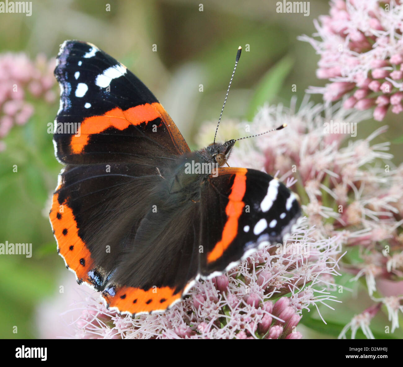 Red admiral butterfly (vanessa atalanta Stock Photo - Alamy