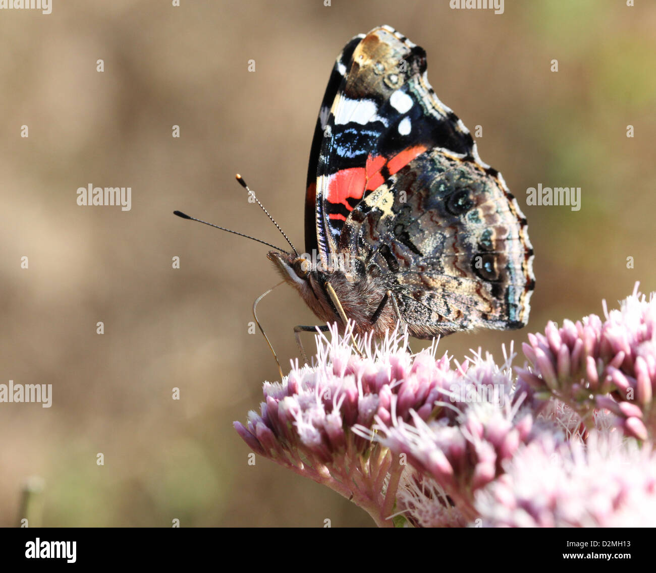 Red admiral butterfly (vanessa atalanta Stock Photo - Alamy