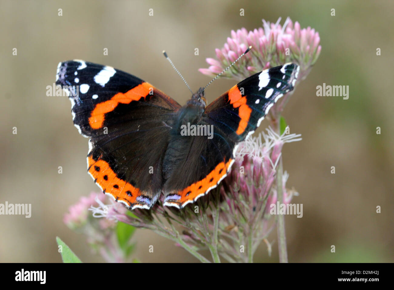 Red admiral butterfly (vanessa atalanta Stock Photo - Alamy