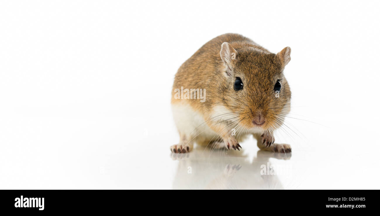 Close-up image oalert brown gerbil in pose against white background ...