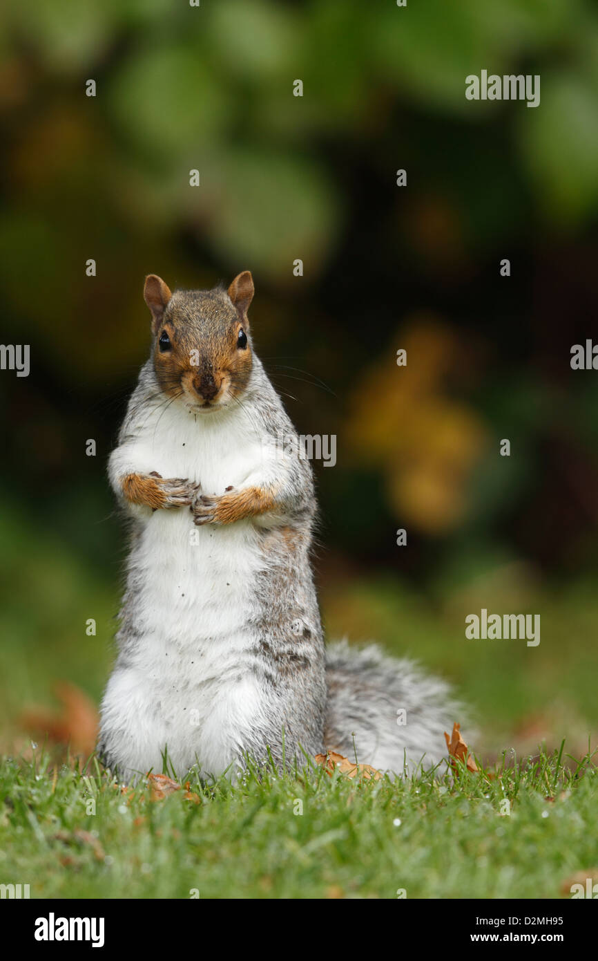 Grey Squirrel, (Sciurus carolinensis), adult, standing on hind legs in ...