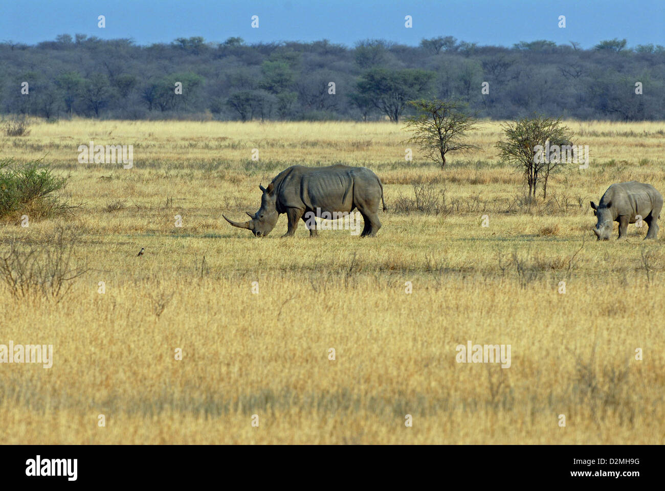 Khama Stock Photos & Khama Stock Images - Alamy