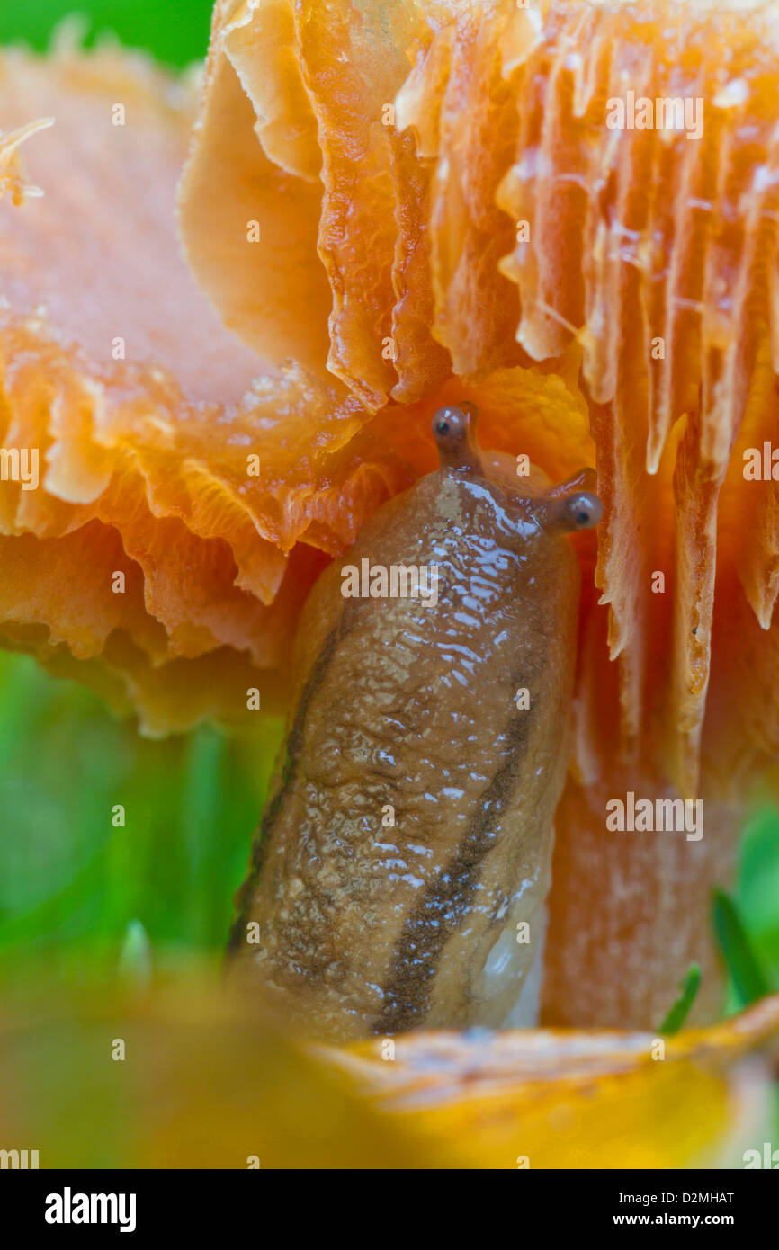 Bourguignat's Slug, (Arion circumscriptus), feeding on Meadow waxcap ...