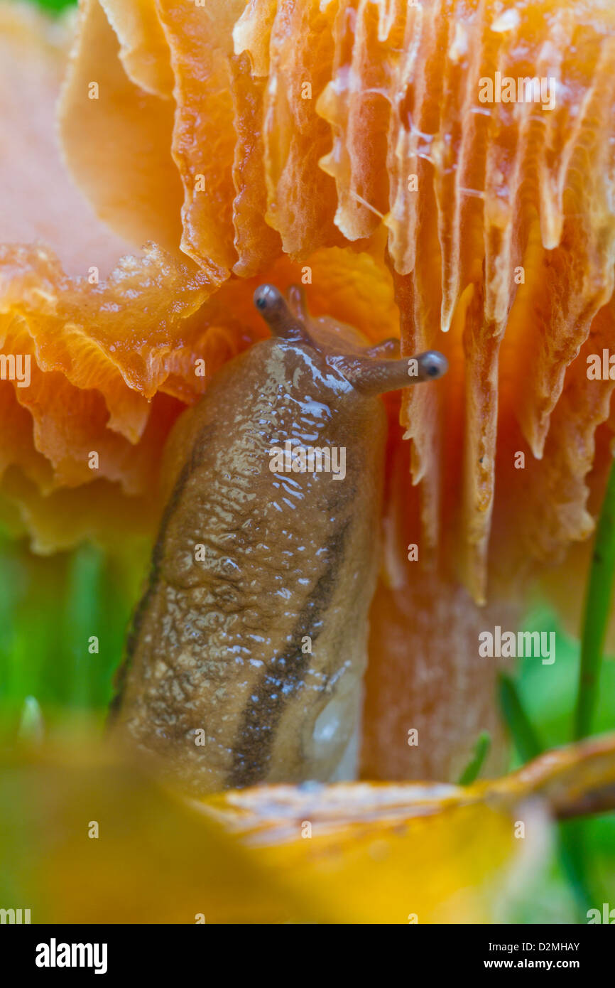 Bourguignat's Slug, (Arion circumscriptus), feeding on Meadow waxcap ...