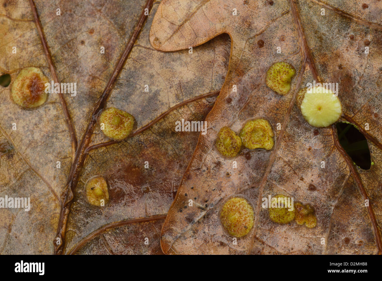 Oak Spangle Galls, (Neuroterus quercusbaccarum), on Oak leaf, (Quercus ...