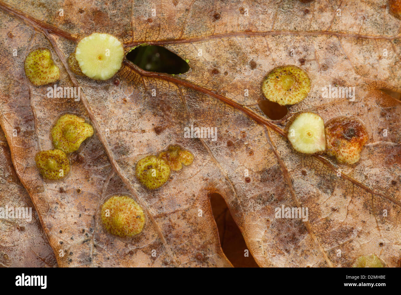 Oak Spangle Galls, (Neuroterus quercusbaccarum), on Oak leaf, (Quercus ... Oak Spangle Galls, (Neuroterus quercusbaccarum), on Oak leaf, (Quercus ...