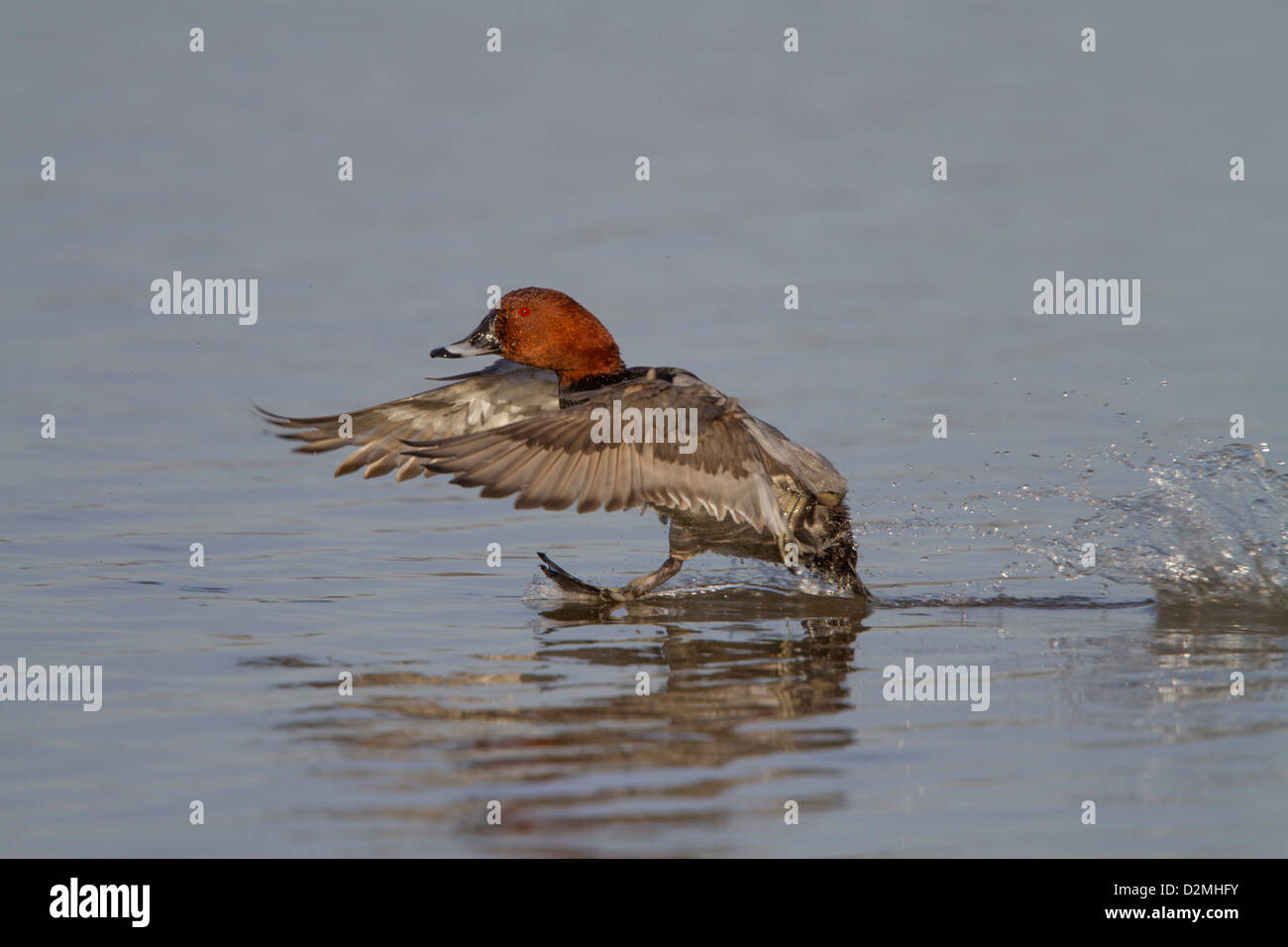 Common Pochard (Aythya ferina), adult male, taking flight from water ...