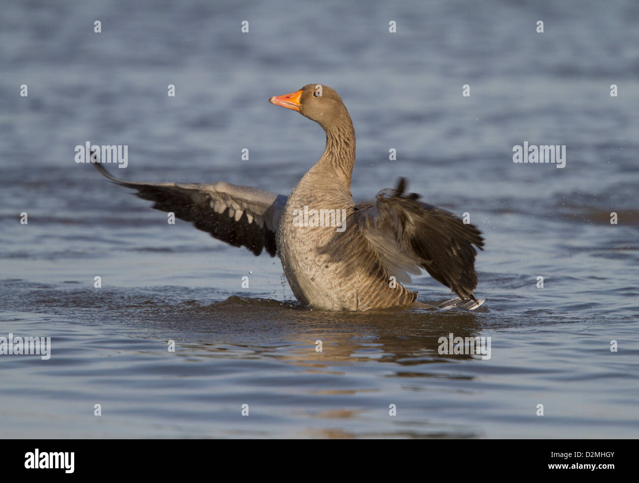 Goose wing up hi-res stock photography and images - Alamy