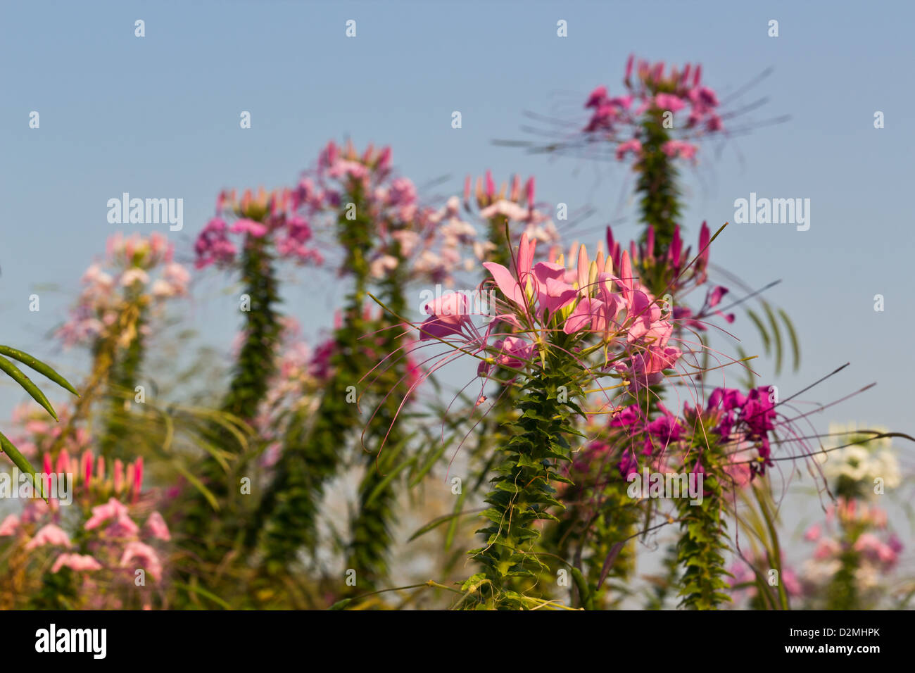 Pink Flowers on the top of plants Stock Photo - Alamy