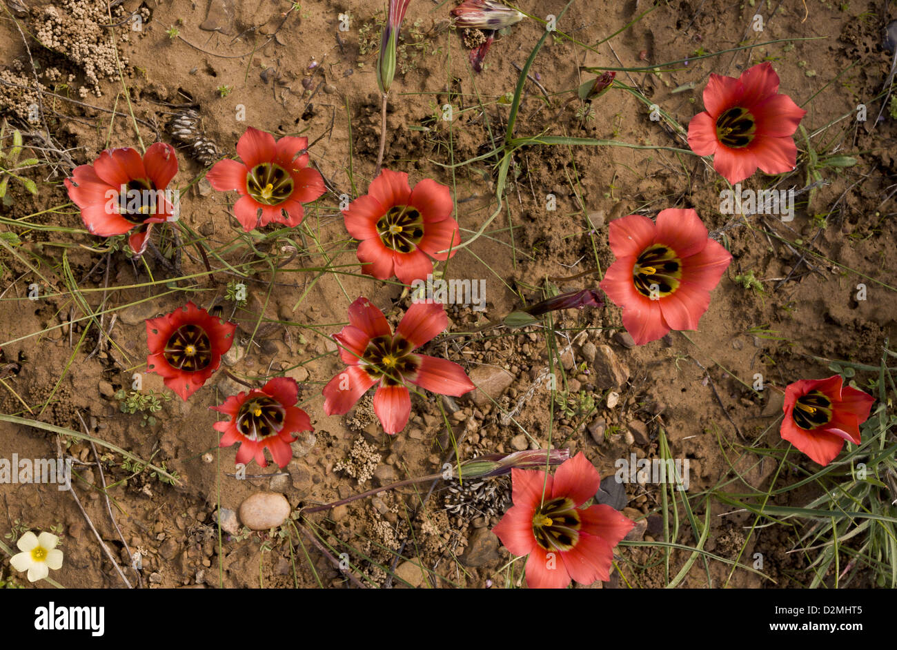 Endemic large pink 'Sand Crocus' (Romulea sabulosa) in damp clay soil ...