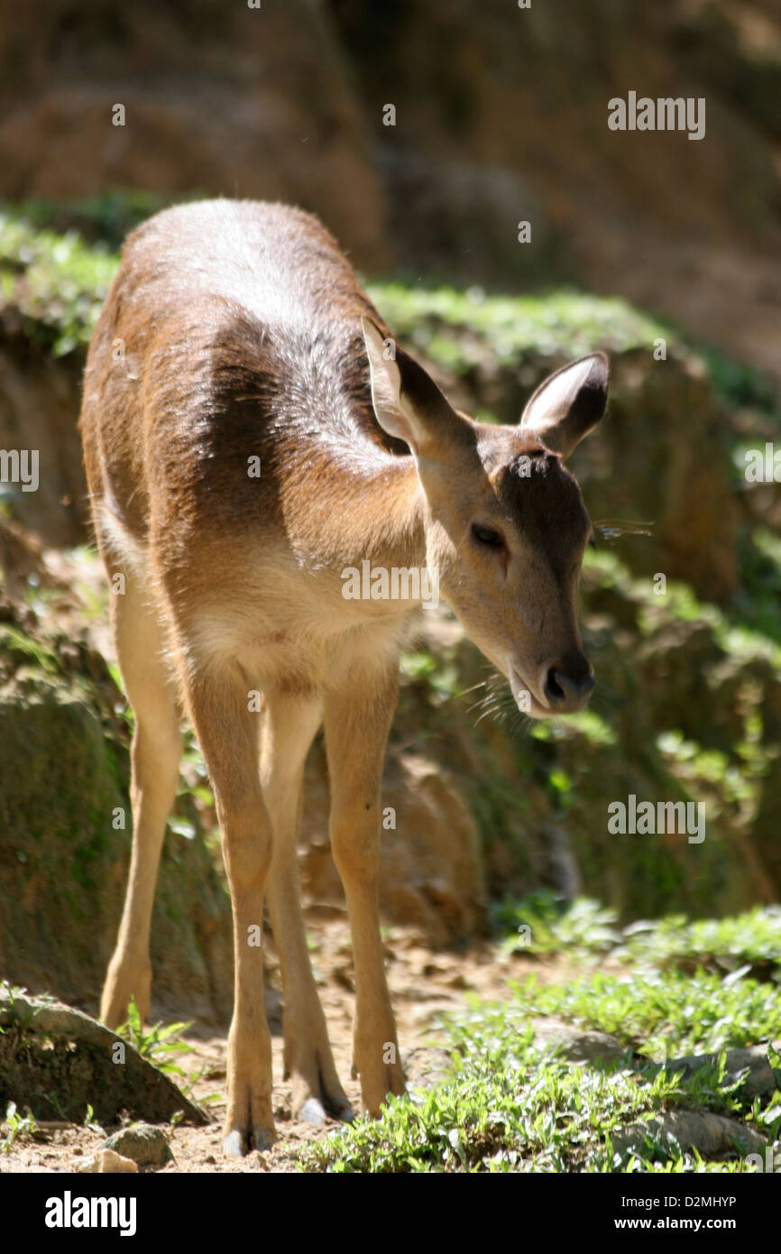 A young doe seaches for food in a Malaysian park Stock Photo - Alamy