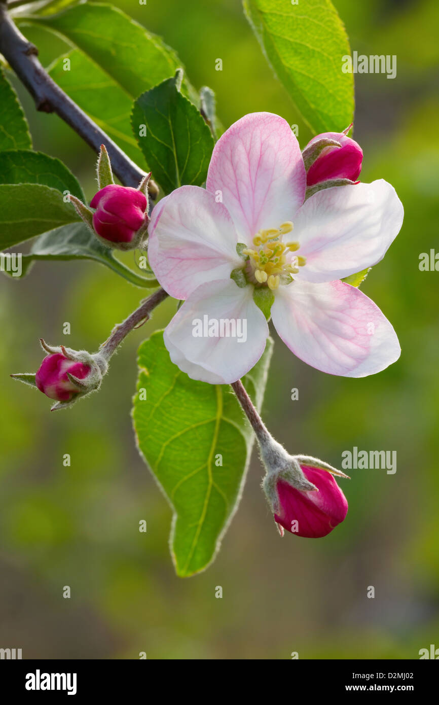 Beautiful apple flower with drop Stock Photo - Alamy