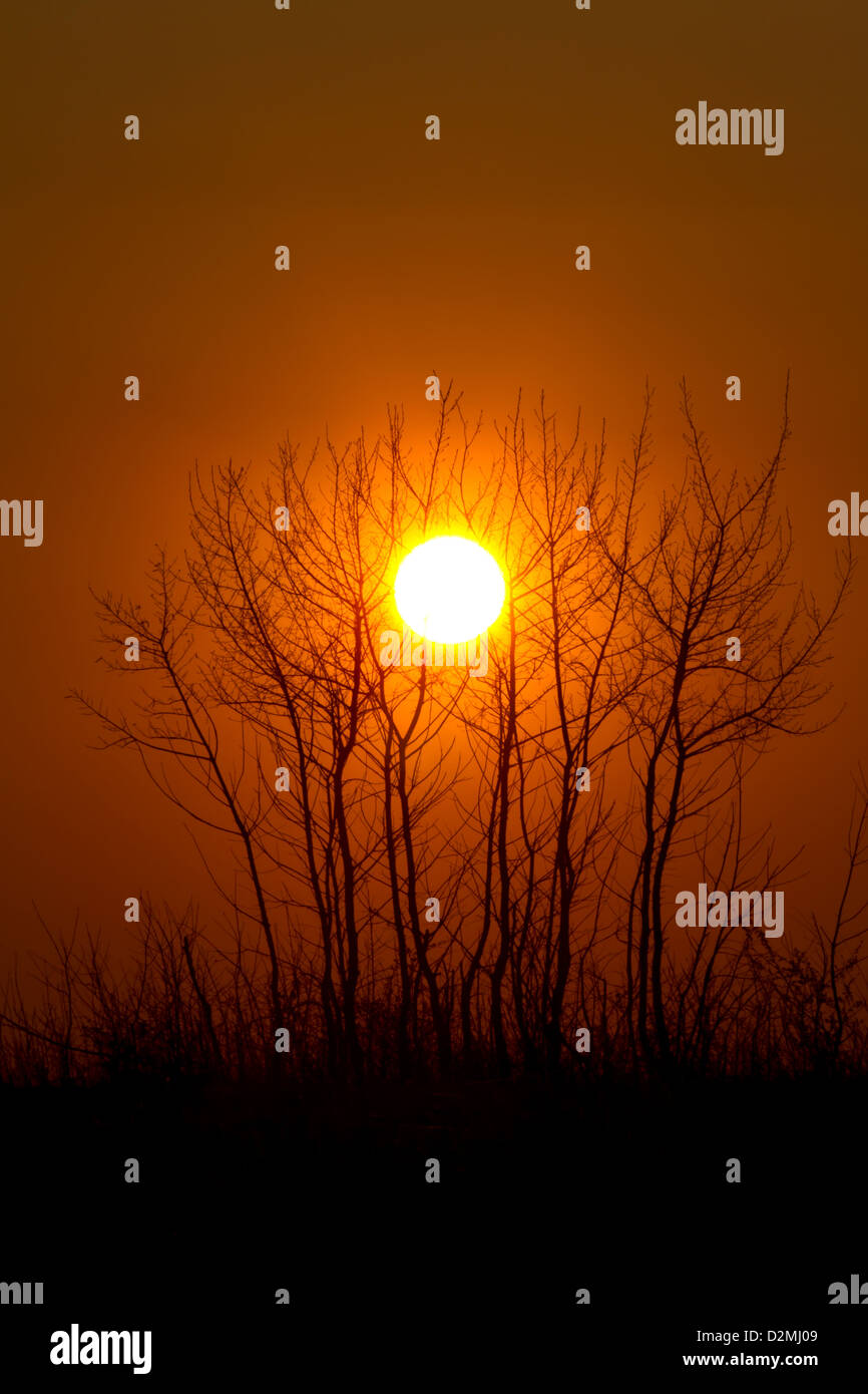 Beautiful sunset with trees Stock Photo - Alamy