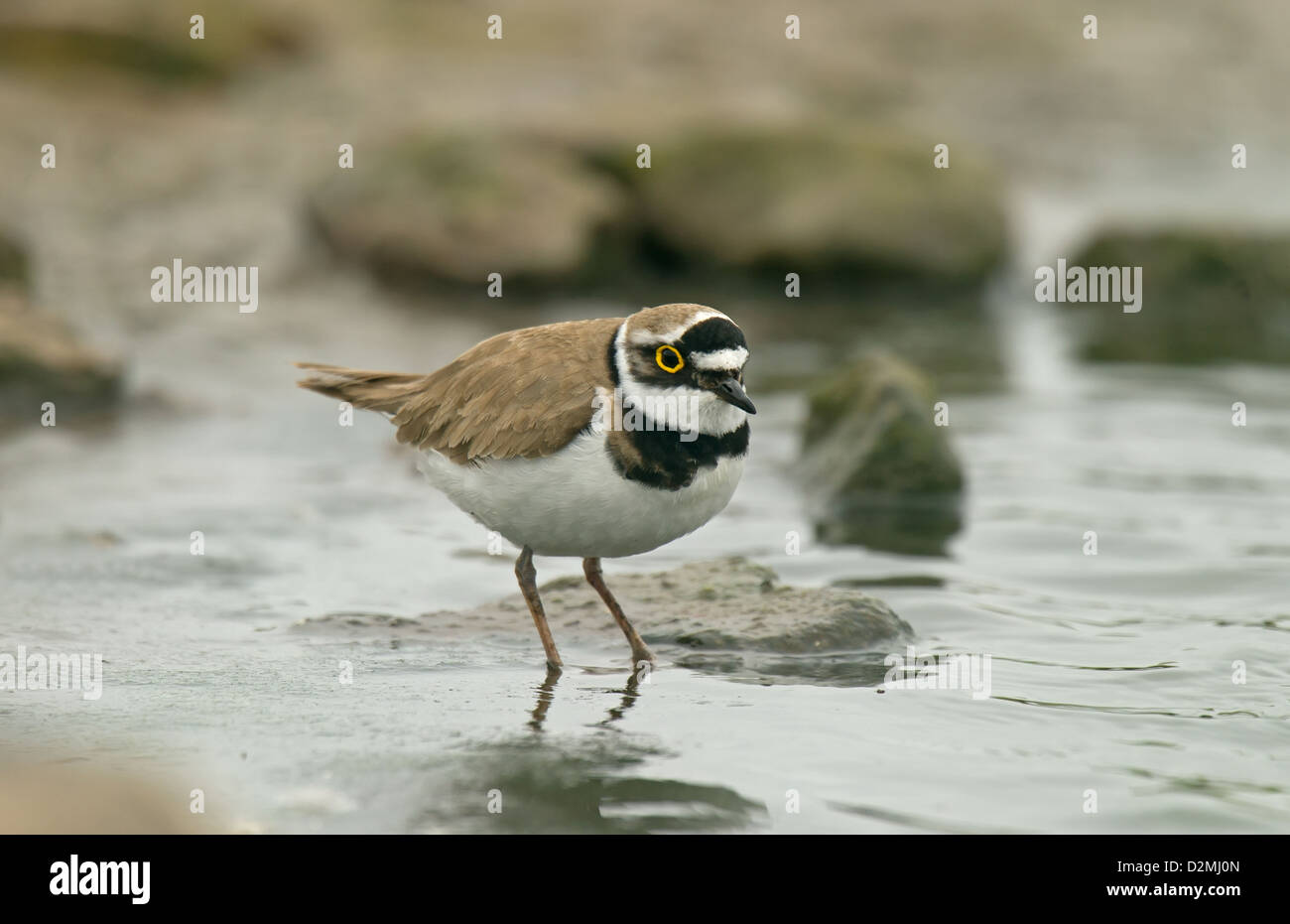 Little Ringed Plover adult UK Stock Photo - Alamy