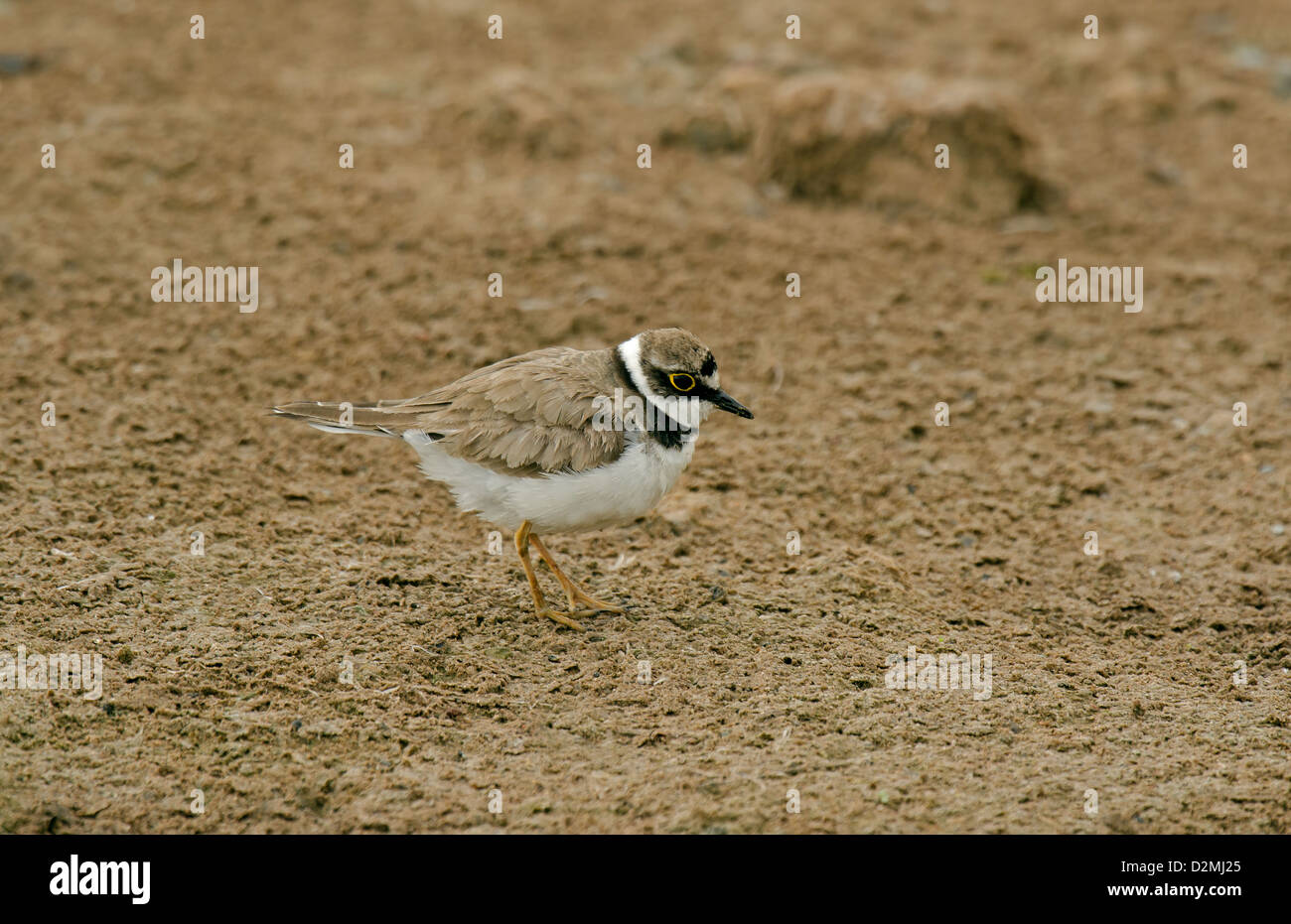 Little Ringed Plover female UK Stock Photo - Alamy