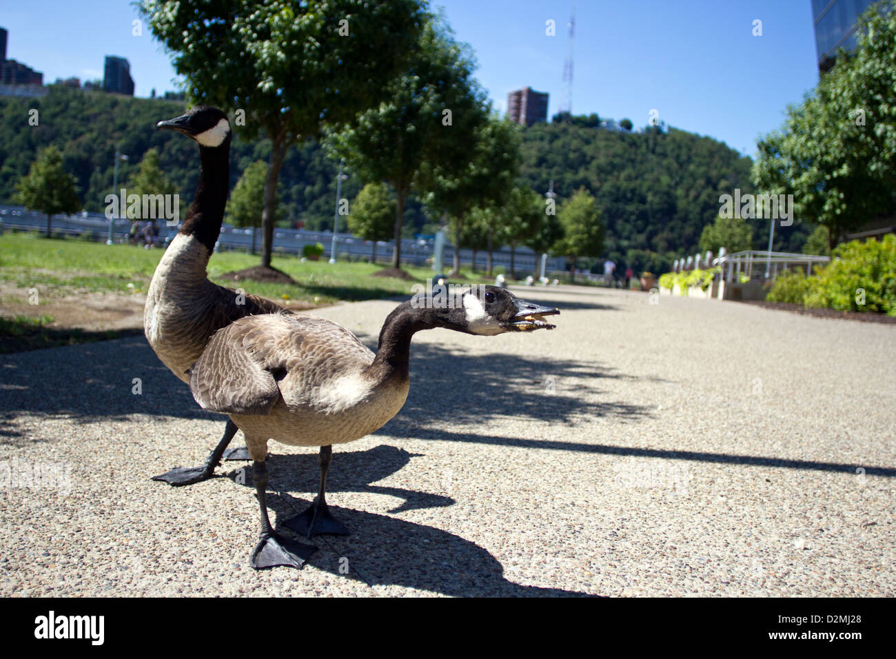 Ducks in Pittsburgh Stock Photo - Alamy