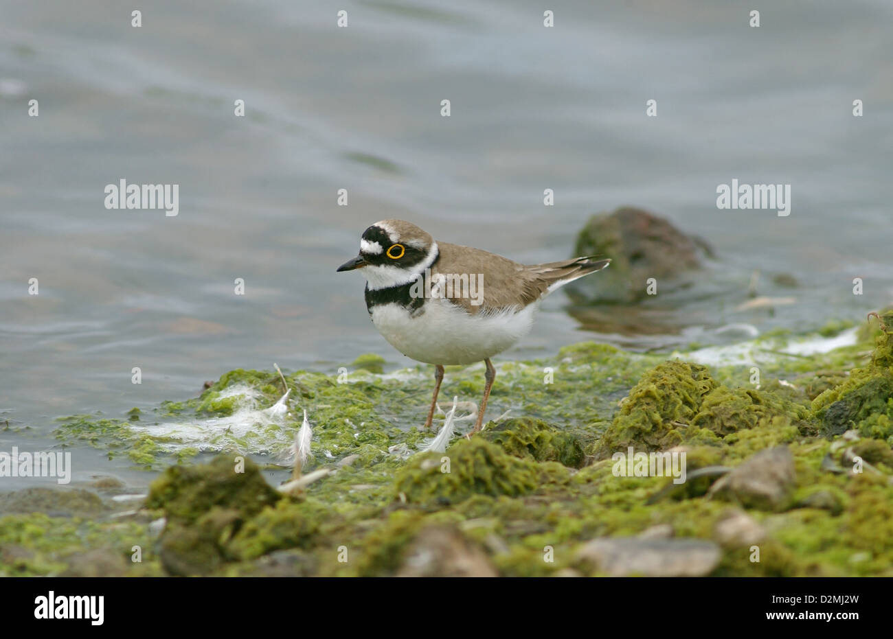 Little Ringed Plover adult UK Stock Photo - Alamy